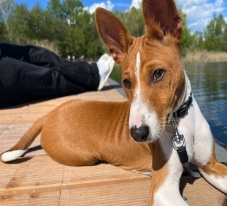 Cucciolo Basenji